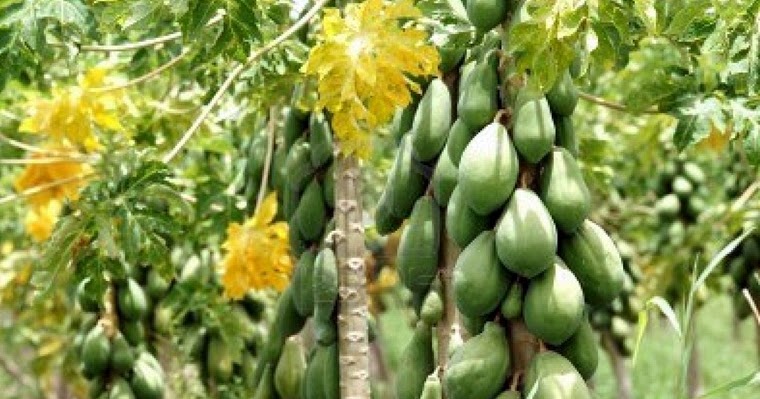 Rahasia Cara Menanam Pepaya Agar Cepat Berbuah dan Lebat | -Petani TOP-
