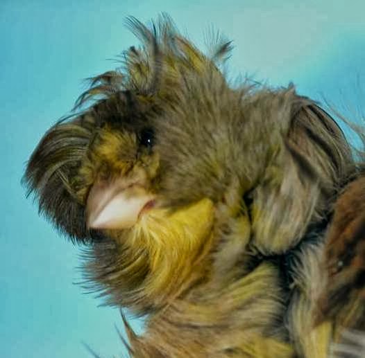 LOS CANARIOS DE POSTURA: Canarios Rizados (1)