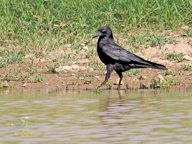 Miguel fotografia: Corneja común (Corvus corone)