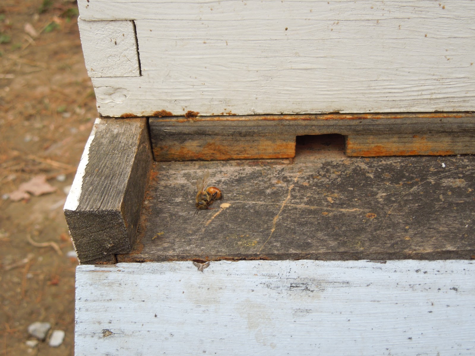 Bee venture 2013-2017: Return to open the hive; the queen is dead S.O.H ...