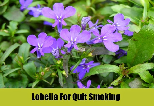 Lobelia Tea Benefits ~ Healthy Tea 101