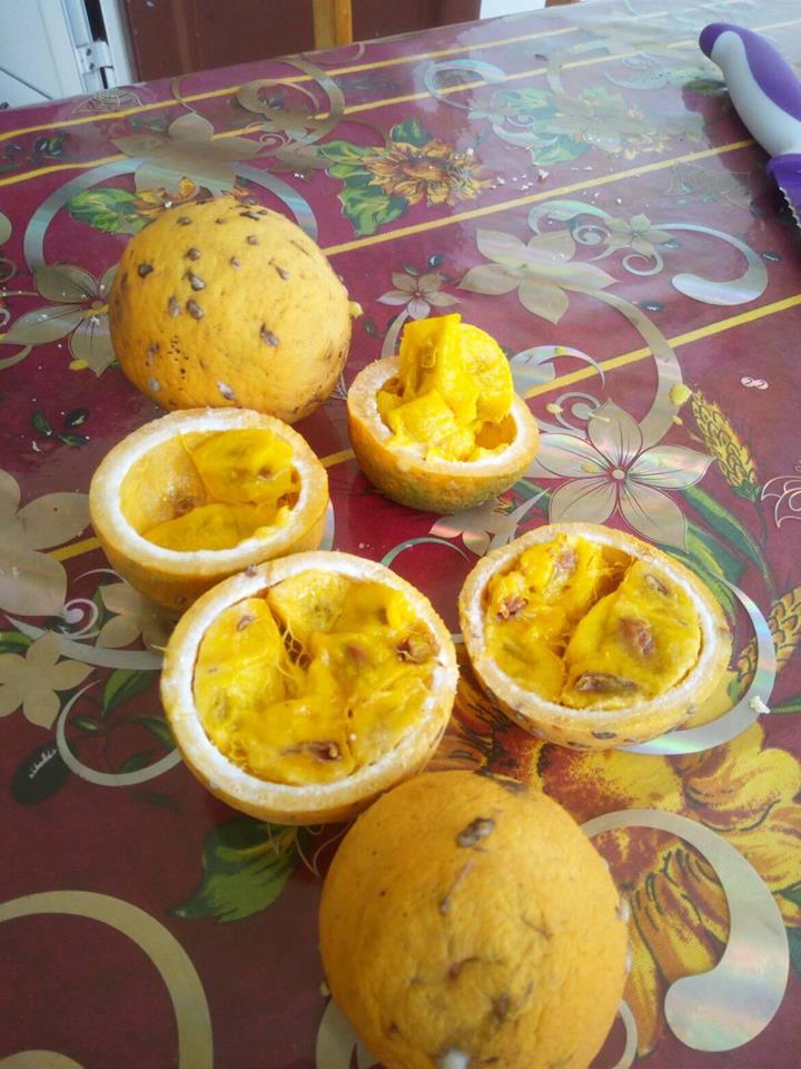 Partager le Voyage: LE HUBU-HUBU, jolie liane de Mayotte