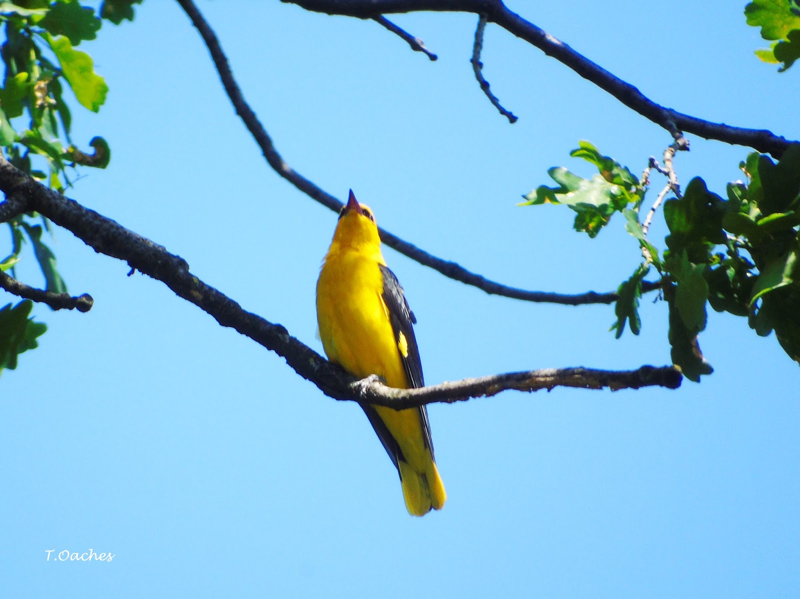 PASARI DIN ROMANIA: GRANGUR, Oriolus oriolus