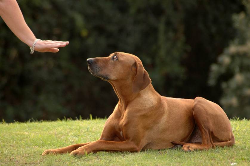 Positive Reinforcement Dog Training | Australian Dog Lover