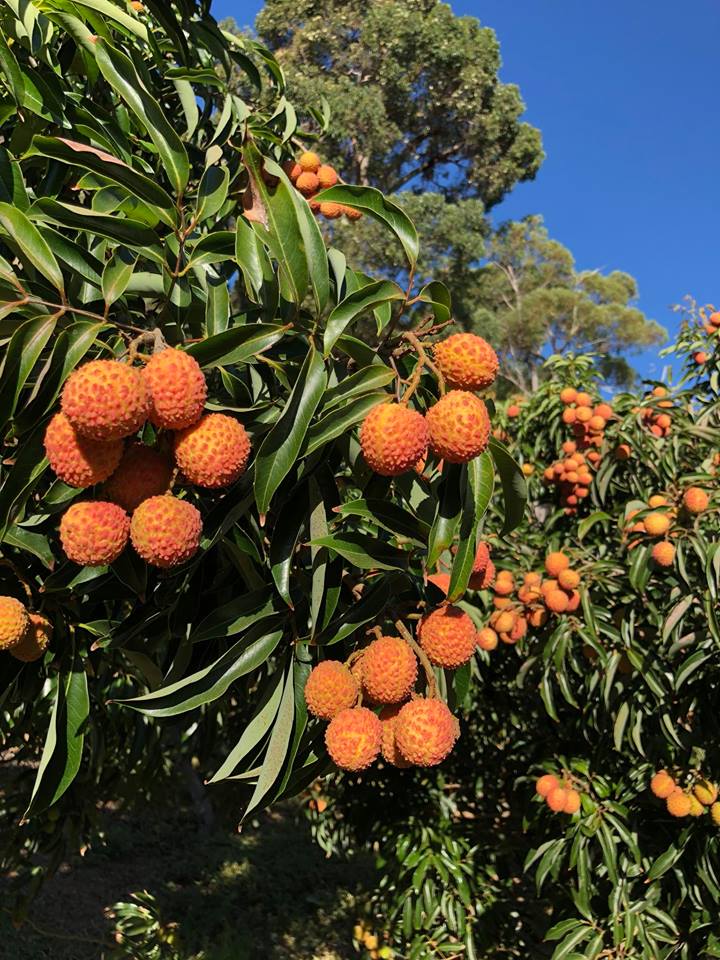 umiyumi2 : our life in perth, WA: Fruit Picking: Lychee and Green Mango