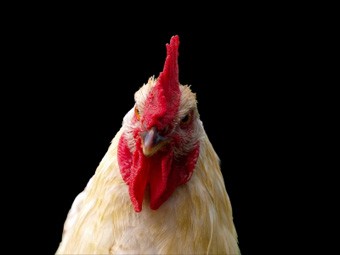 Tudásgalaxis: Mit jelent a "kokárda" szó?