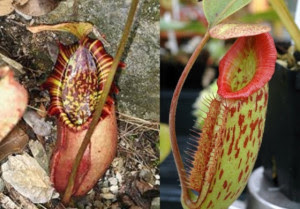 TANAMAN HIAS KANTONG SEMAR ~ INDONESIAHIJAUSEJATI