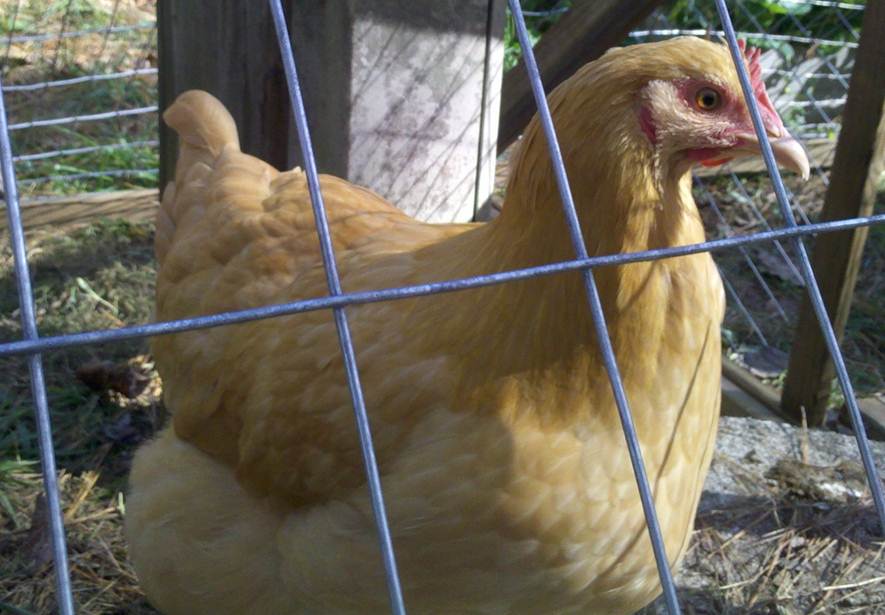 Piedmont Home Vegetable Garden: Chicken Chatter: Meet the chickens