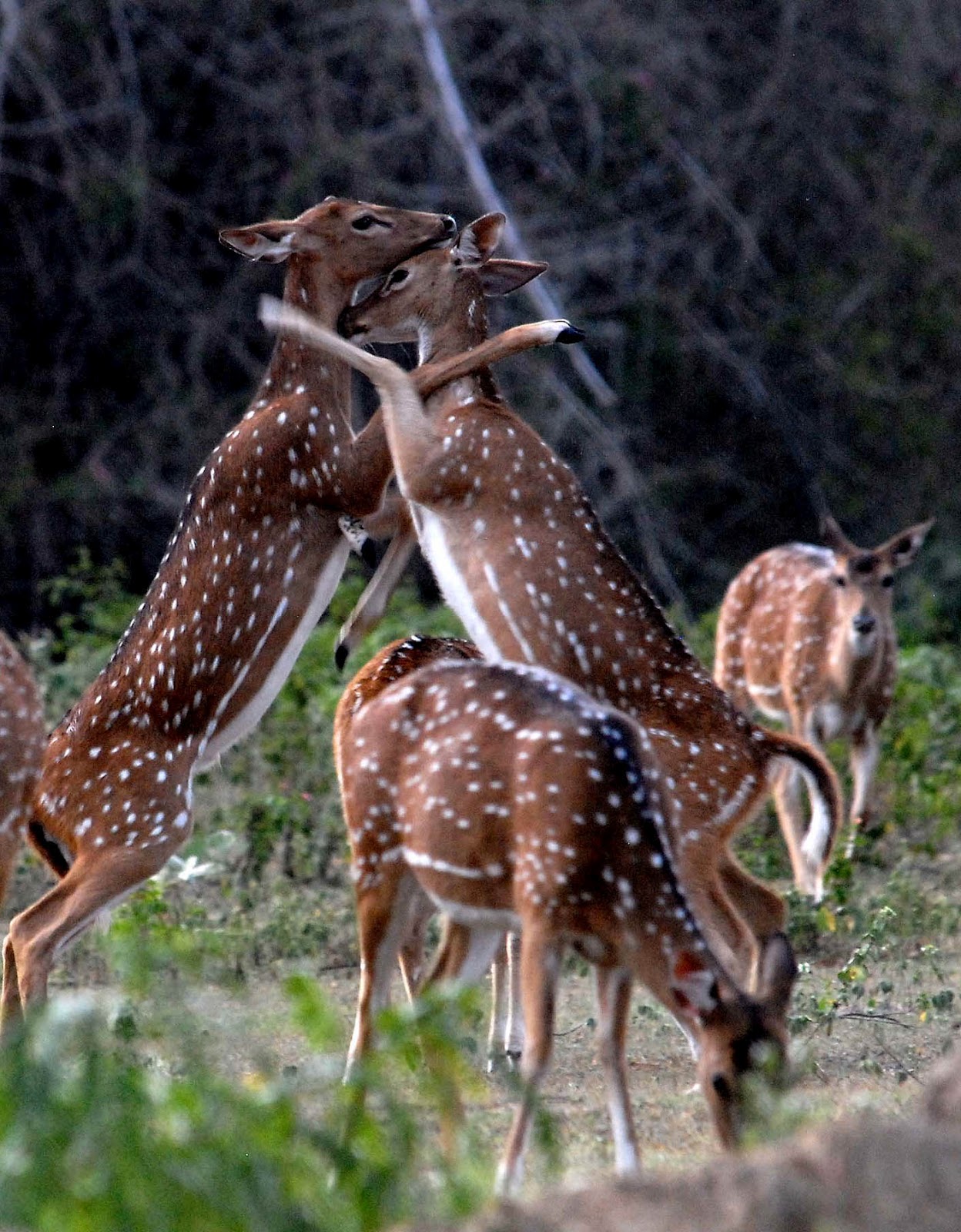 Malnad Writer: Animals in action