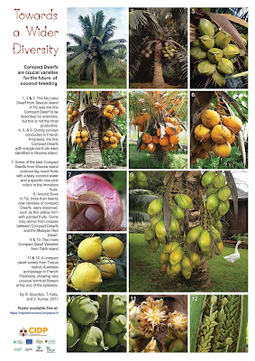 Coconut planting material for the Pacific region: Compact and "Super ...