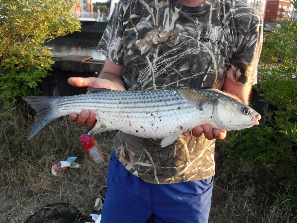 An Anglers Dangling Log: River Mullet fishing – Craig Derry (NMC)