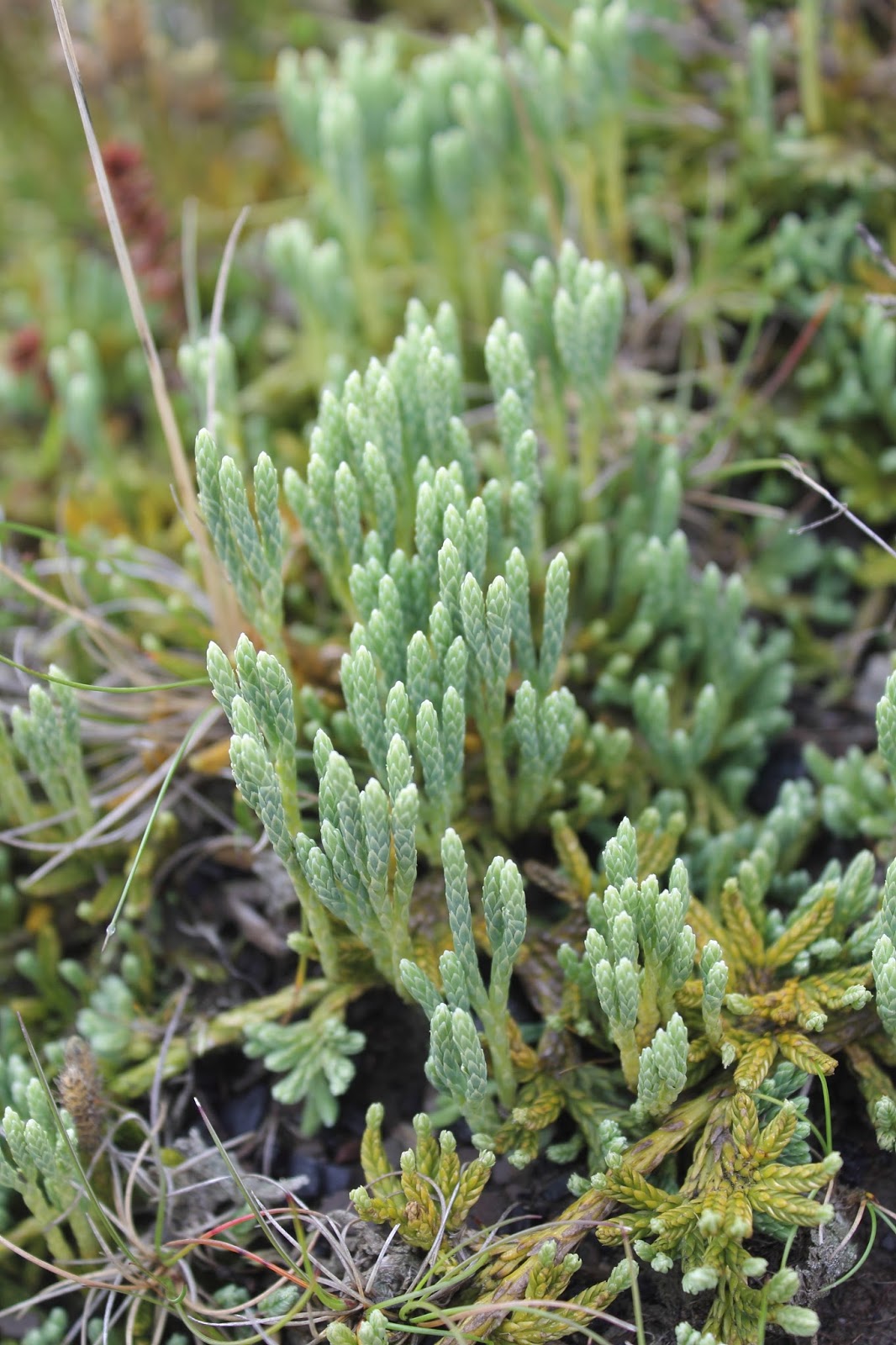 Valley Naturalist: The day I found Alpine Clubmoss