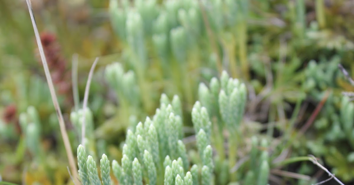 Valley Naturalist: The day I found Alpine Clubmoss