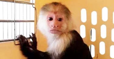 Four legged friends (and enemies): New York: Investigators remove ...