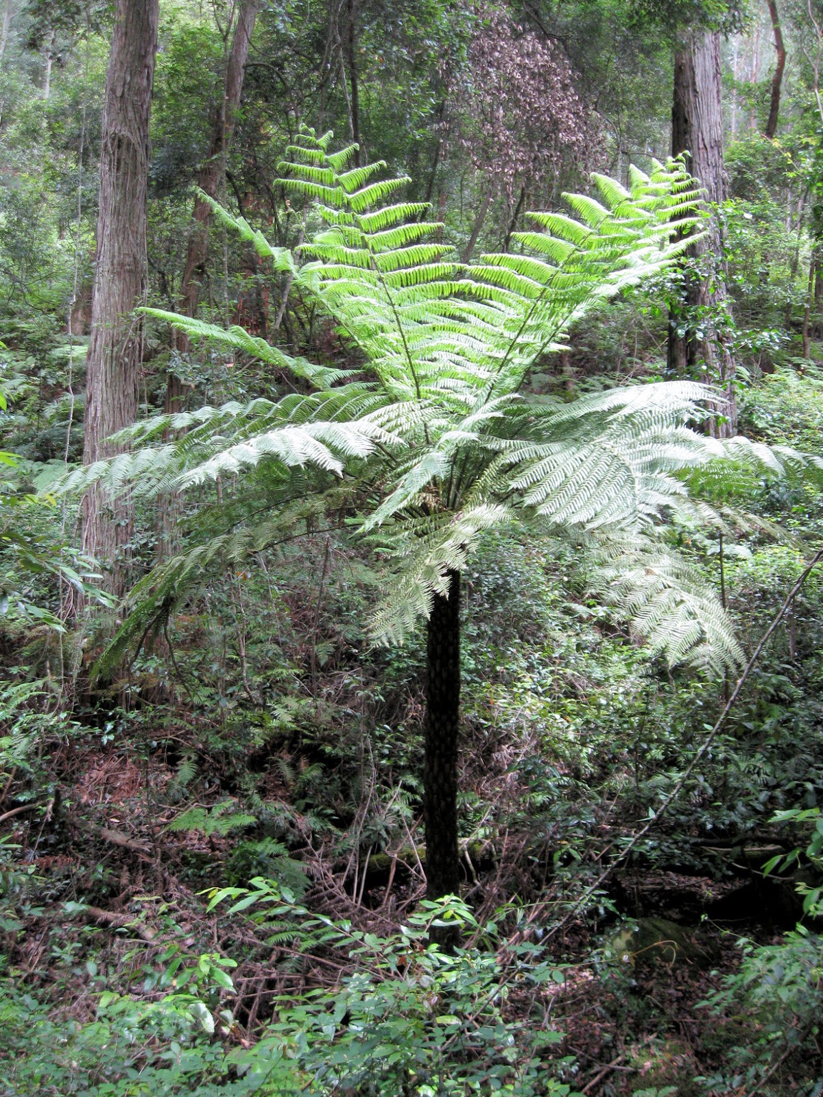 Fairy Dell walk - Springwood | Our Walks