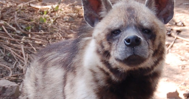 Rare Animal And Bird Found In Nepal: Striped Hyena