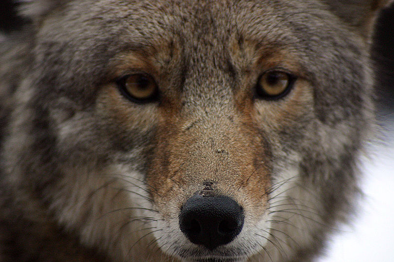 Mythology and Folklore UN-Textbook: Pacific NW: Three Coyote Stories