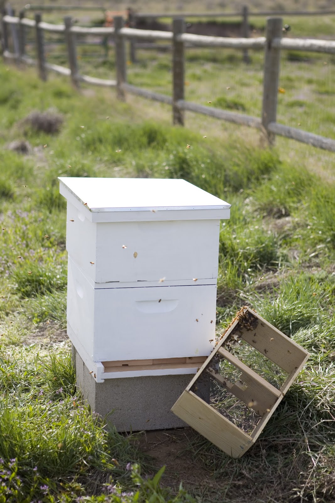 Backyard Farming: The Big Day