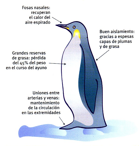 Ciencia Cuarto LMR: Adaptaciones de los animales