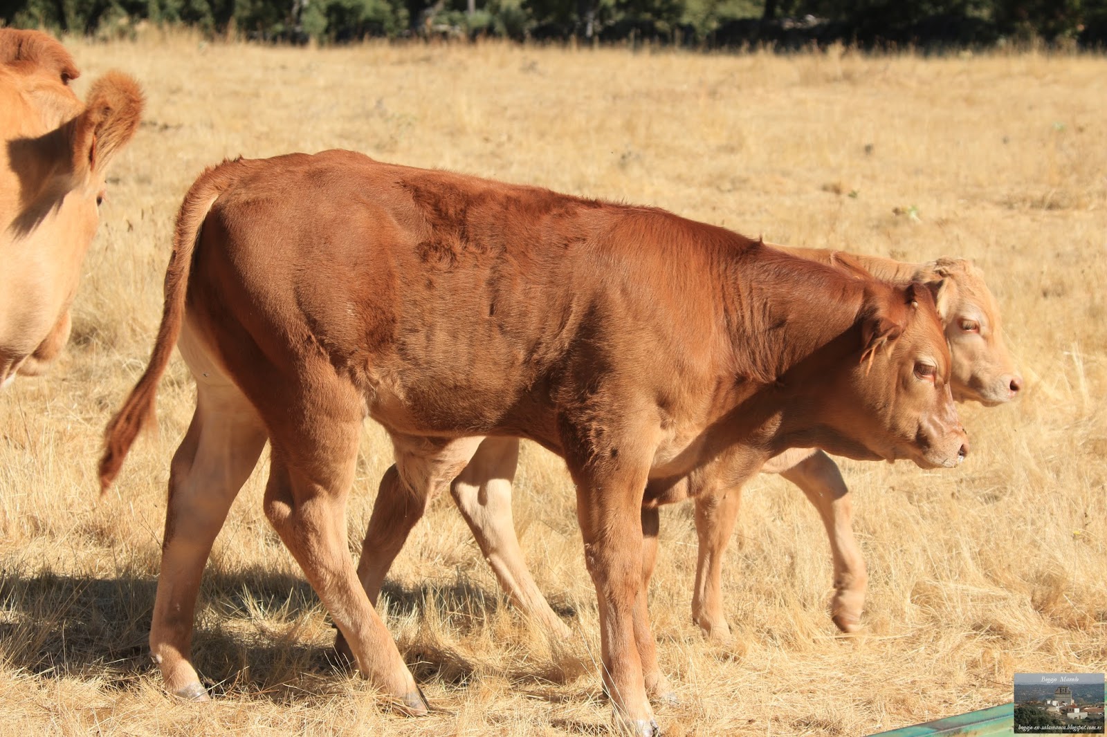 BOGAJO Salamanca: Terneros limusines en Bogajo Salamanca