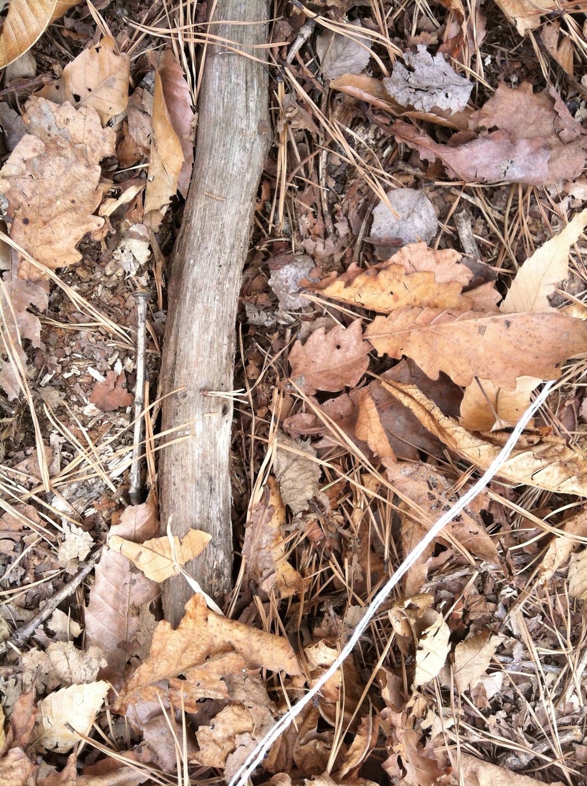 Sally L. KIS ecology Guide: Quadrat Sampling