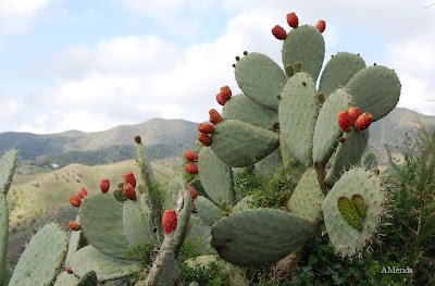 Plantas y Flores: CHUMBERA