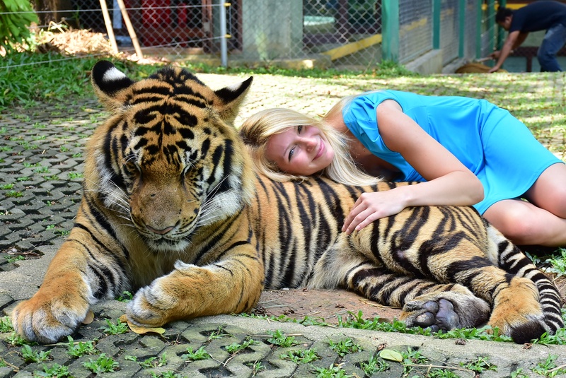 GEOGRAFI LINGKUNGAN: HARIMAU ; KUCING BESAR LORENG PENGUASA RIMBA BELANTARA