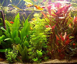 Passione Acquariofilia: GUIDA: Il ciclo dell'azoto