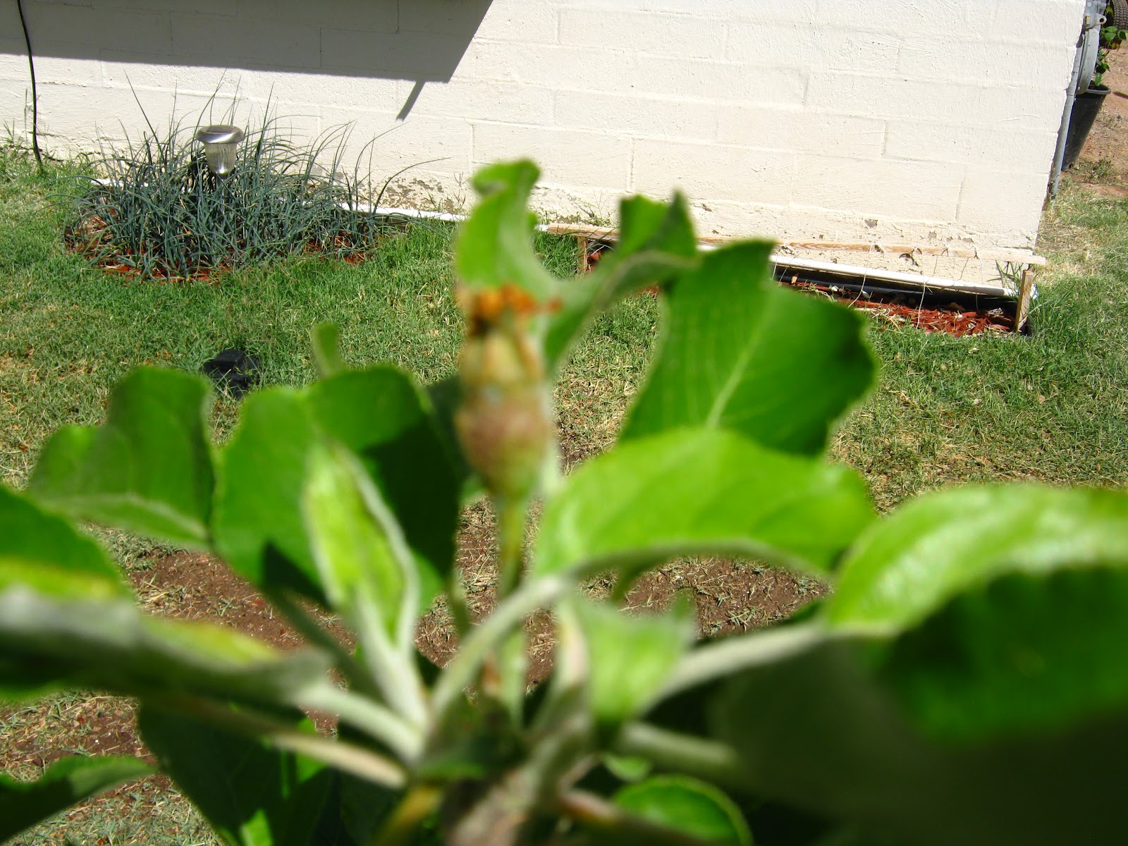 Mr. B's Garden: Easter Bunny Larry