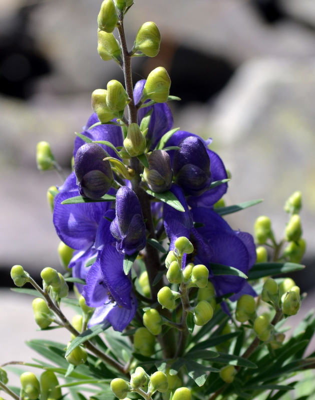 EN EL MONCAYO: Acónito Común (Aconitum napellus vulgare )