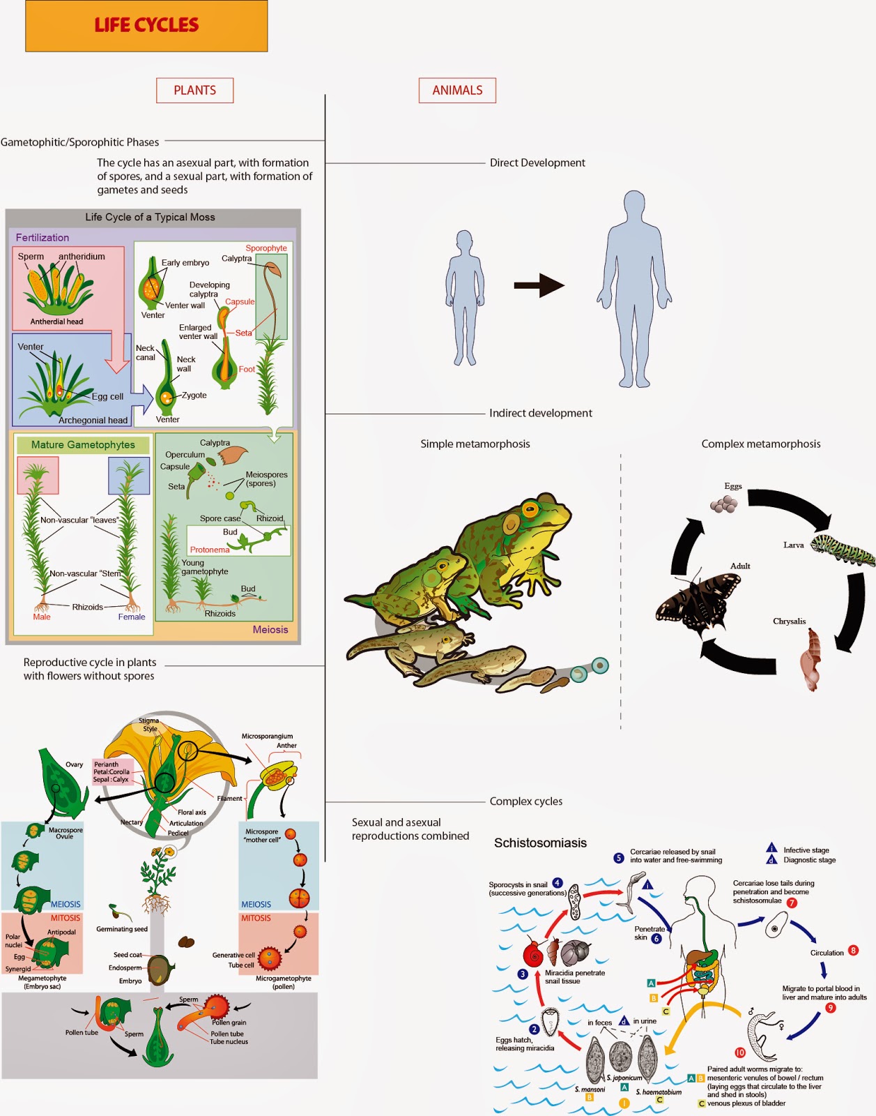 el moderno prometeo: Comparative Anatomy: Reproduction.