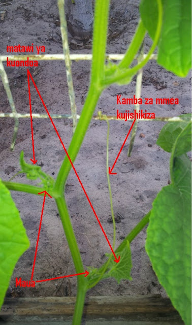 MITIKI -KILIMO KWANZA: KILIMO BORA CHA MATANGO - KWENYE VYOMBO
