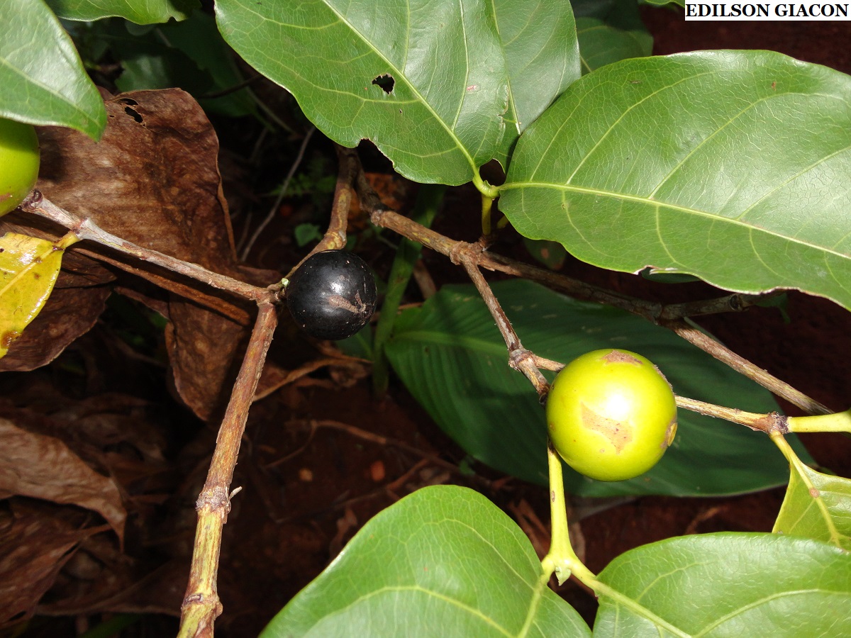 Viveiro Ciprest - Plantas Nativas e Exóticas: Puruí ou Marmelada do ...
