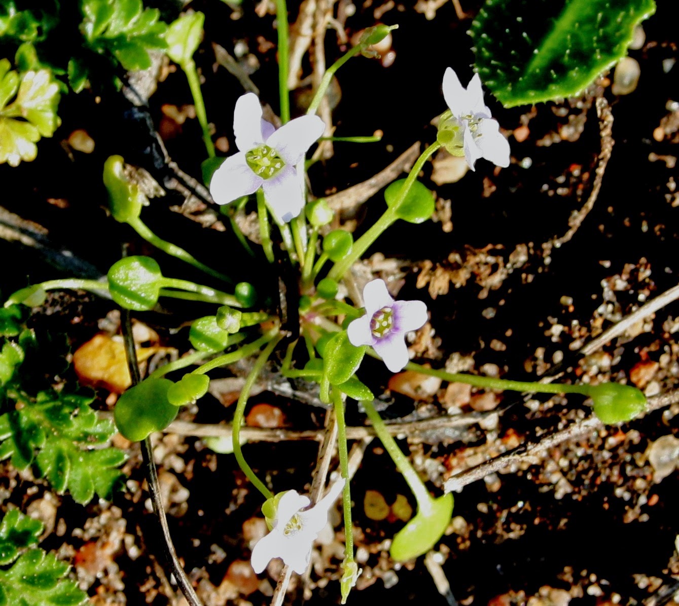 Plantas: Beleza e Diversidade: Cocleária-menor (Jonopsidium acaule)