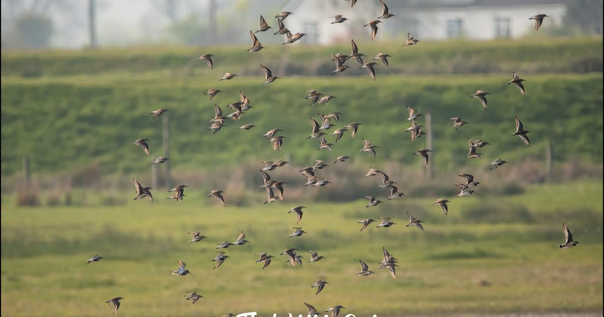 Zooming in on the birds