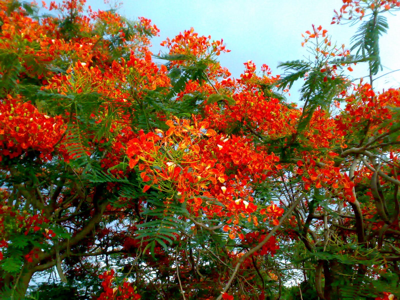 A GULMOHAR STORY