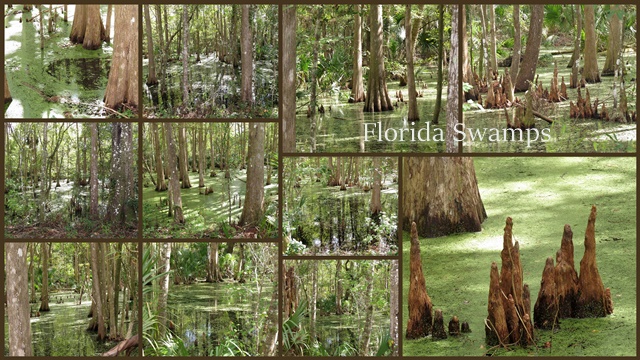 " Welcome to Lavender Dreams ": The Beauty of Florida Swamps