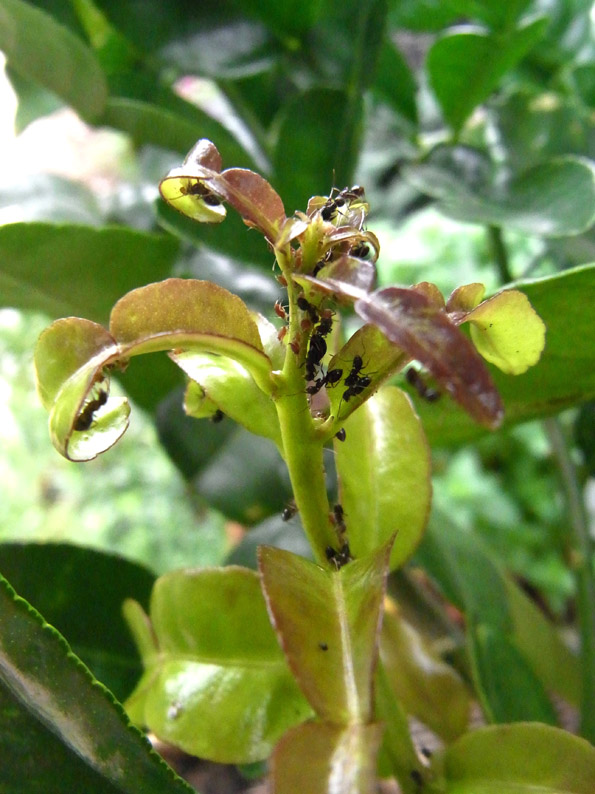 Garden amateur: The honeymoon is over