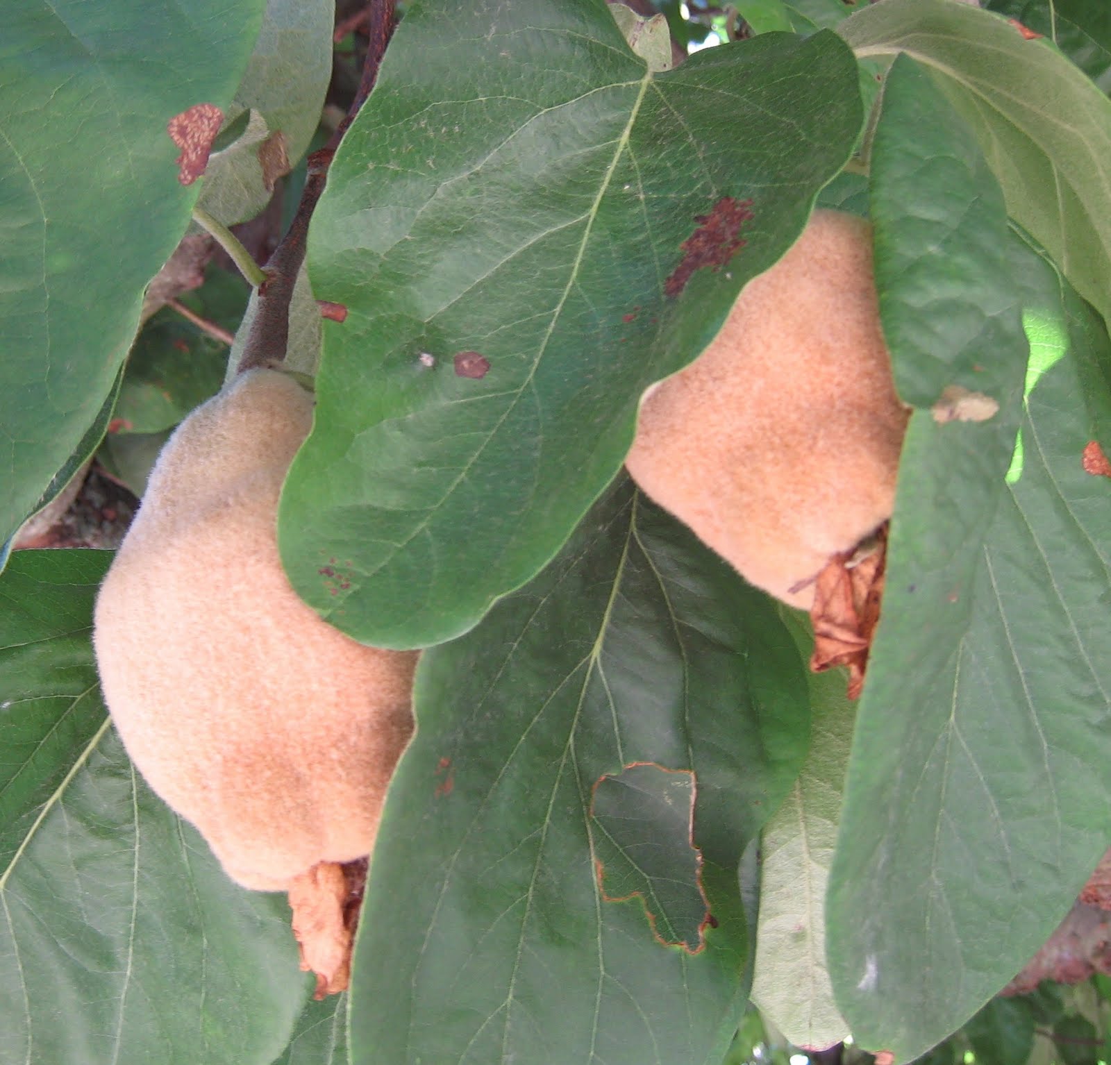 Zagreb Diaries: Interesting Fruits