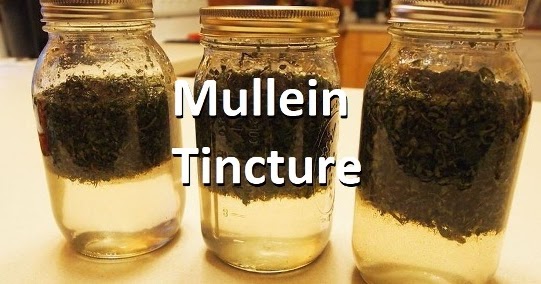 Mullein Tincture Recipe and Uses - Mullein Health Benefits