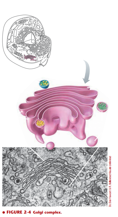 STRUKTUR ORGANISASI SEL