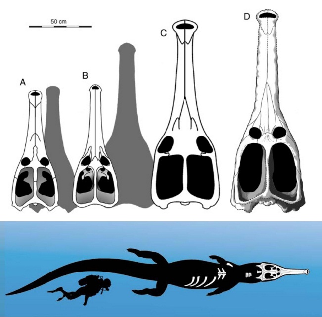 Species New to Science: [Paleontology • 2016] Machimosaurus rex • The ...