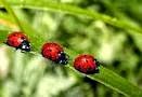 Fingerplays & Action Rhymes: Three Little Ladybugs