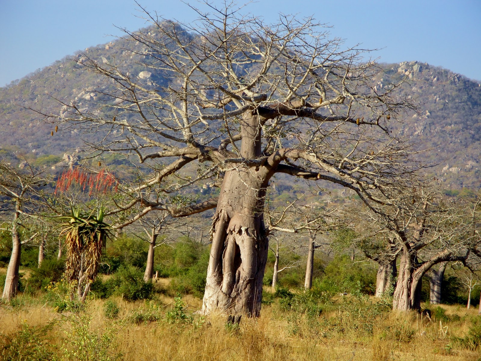 Lobito - Benguela - Angola: ==> *** Município do Chongoroi - Terra dos ...