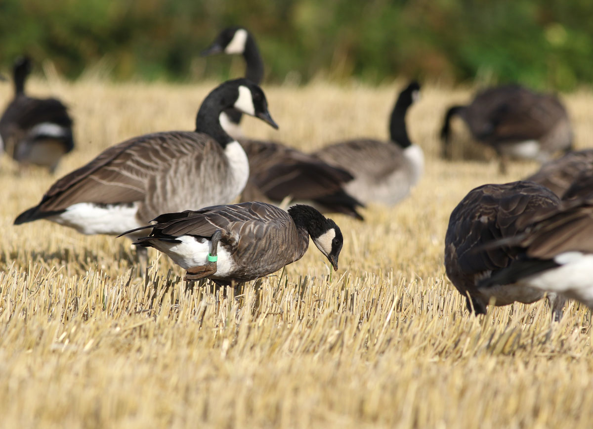 Cream Tea Birding: Budleigh Goose Safari