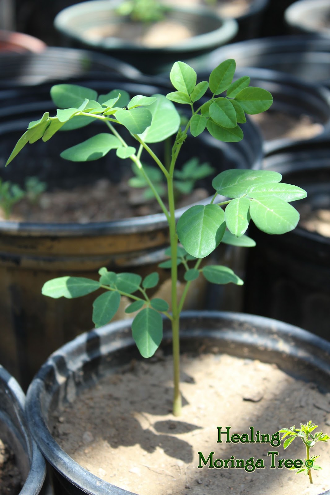 Healing Moringa Tree: Beautiful Moringa Trees @ HealingMoringaTree.com