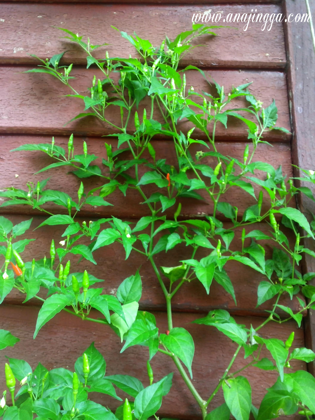 WW : Pokok Cili Panjat Dinding