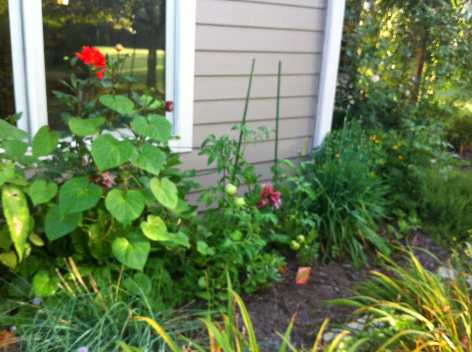 Victory Garden on the Golf Course: What to plant for your first garden