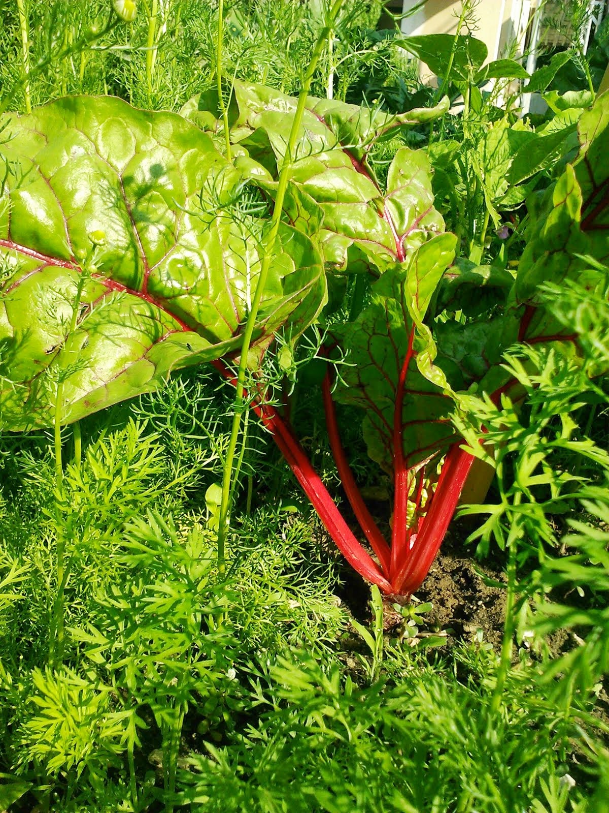 Orto in Cucina: CONGELARE LE BIETE DA COSTA