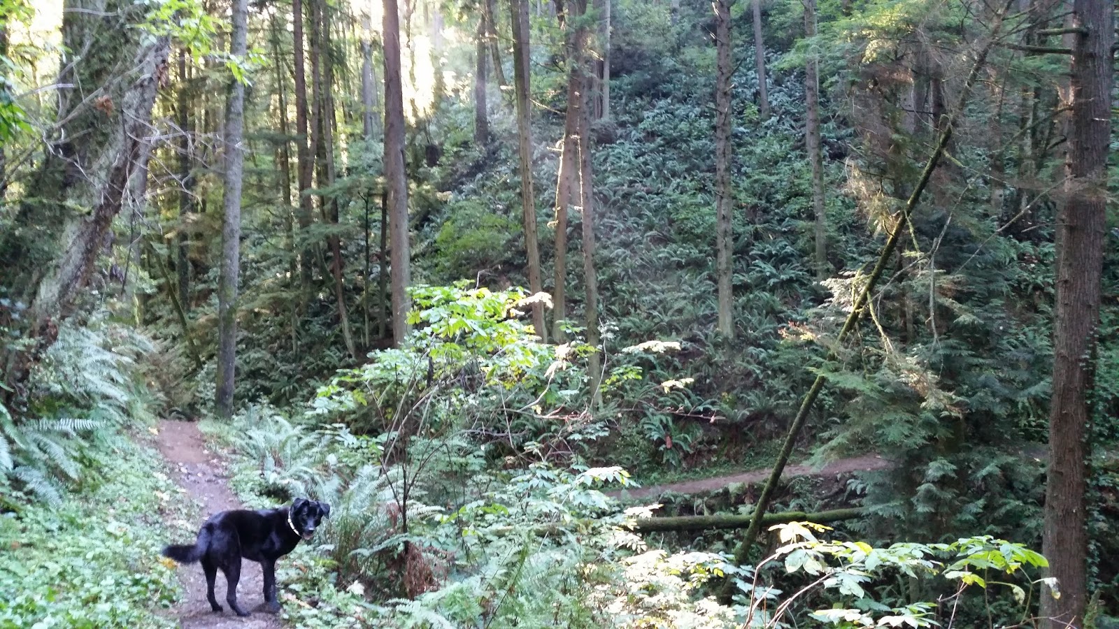 Maple Trail, Forest Park Portland, Oregon | take a hike